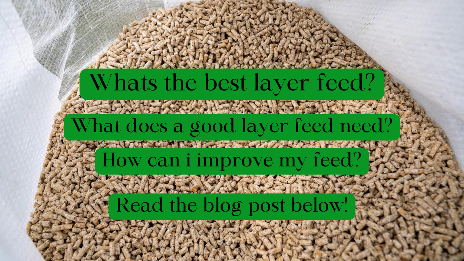 What is the best layer feed? – Chook Warehouse