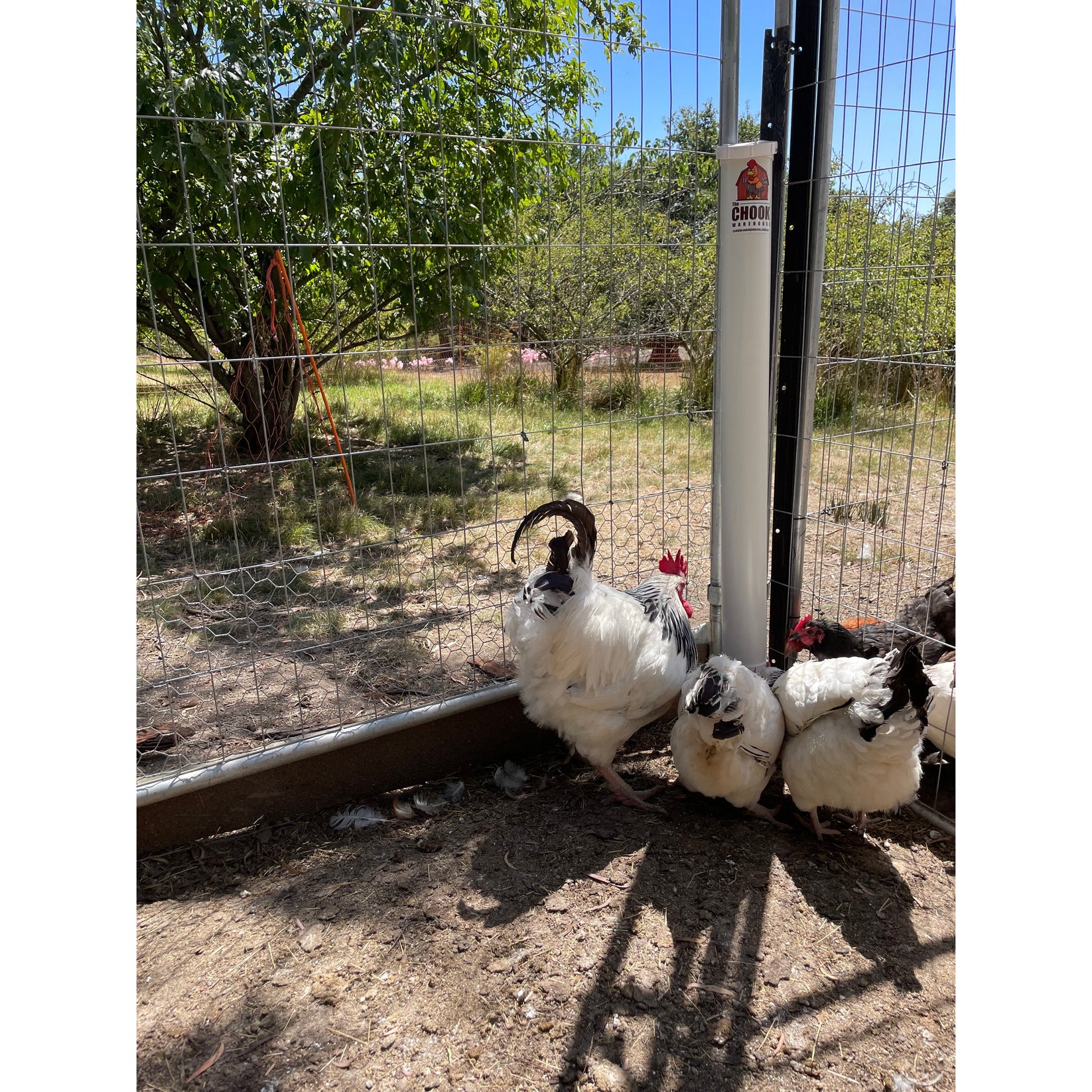Chicken feeders- Australian made – Chook Warehouse